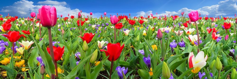 Header Tulips – Richard Sugden Library